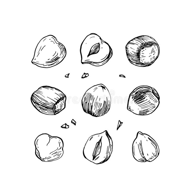 Hazelnuts Collection of Hand Drawn Ink Vector Illustrations. Whole and ...