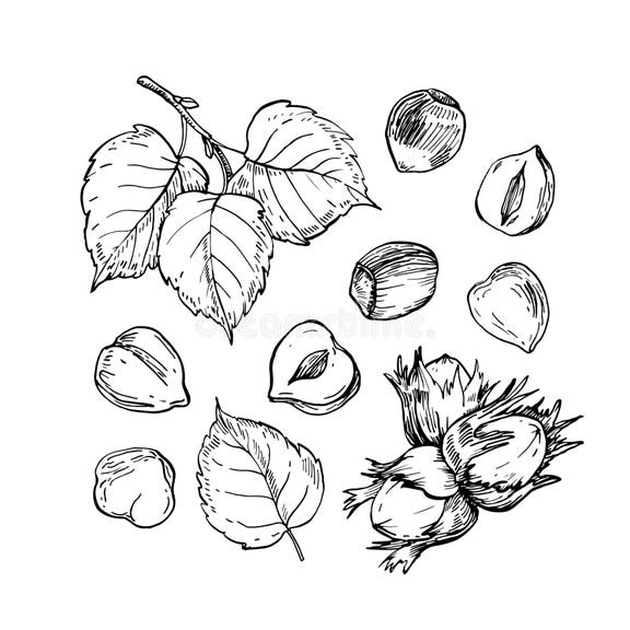 Hazelnuts Collection of Hand Drawn Ink Vector Illustrations. Stock ...