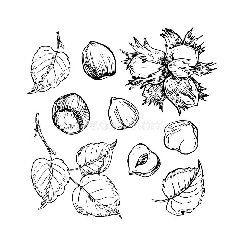 Hazelnuts Collection of Hand Drawn Ink Vector Illustrations. Stock ...