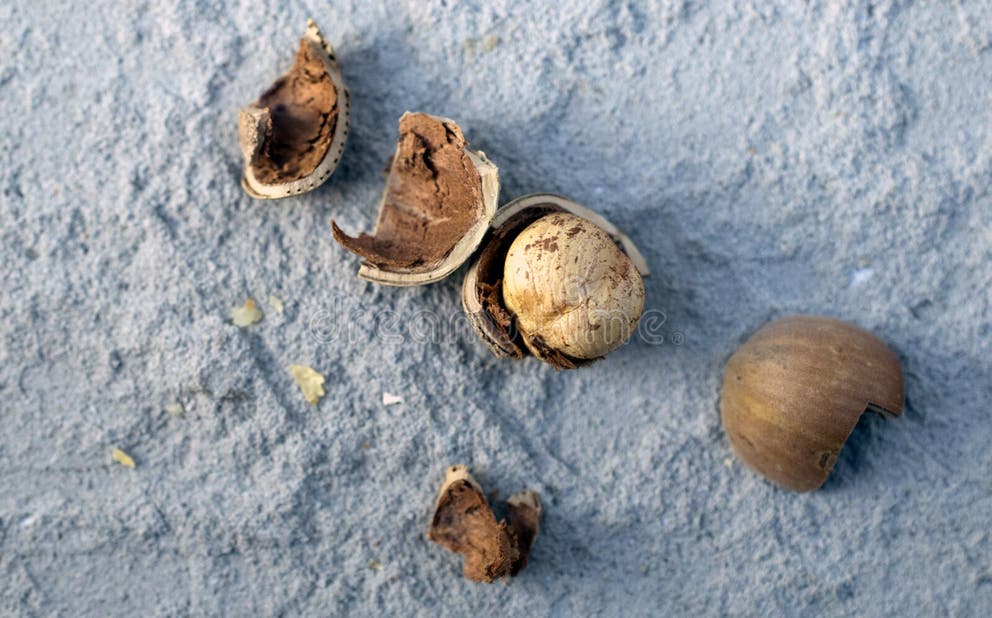 Hazelnuts on a Concrete Gray Background, Stock Photo - Image of ...