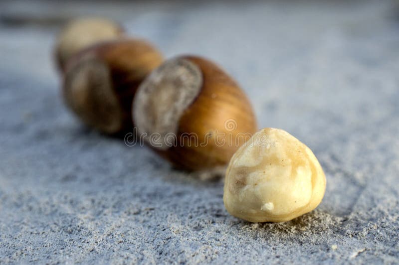 Hazelnuts on a Concrete Gray Background, Shallow Dof Stock Photo ...