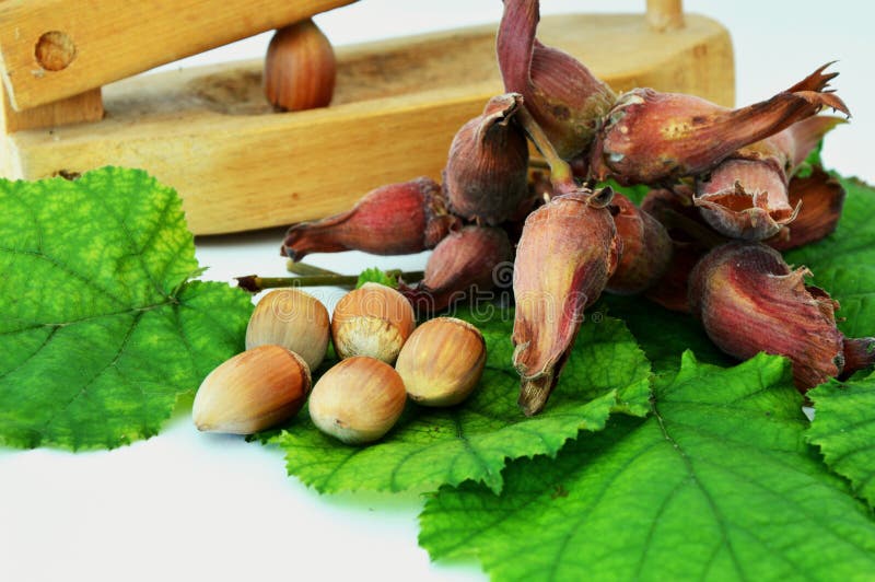 Hazelnuts with Crack a Nut Shell Stock Image - Image of green, shell ...