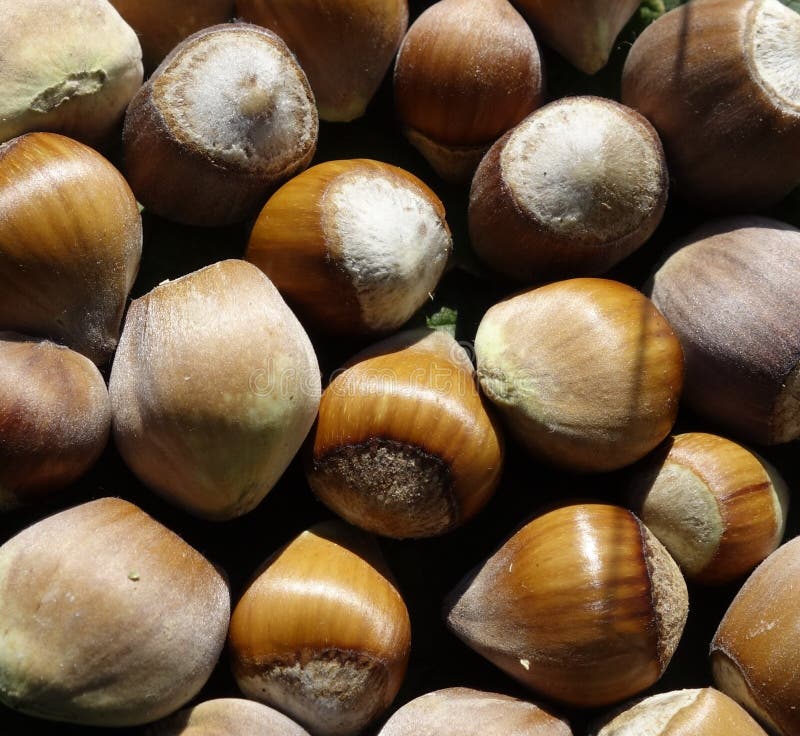 Hazelnuts stock photo. Image of harvest, reap, food, fruitage - 60432768