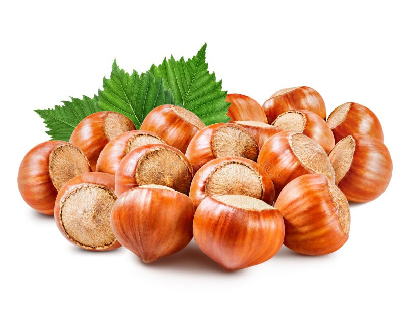 Hazelnuts stock photo. Image of seed, brown, tree, natural - 49168888