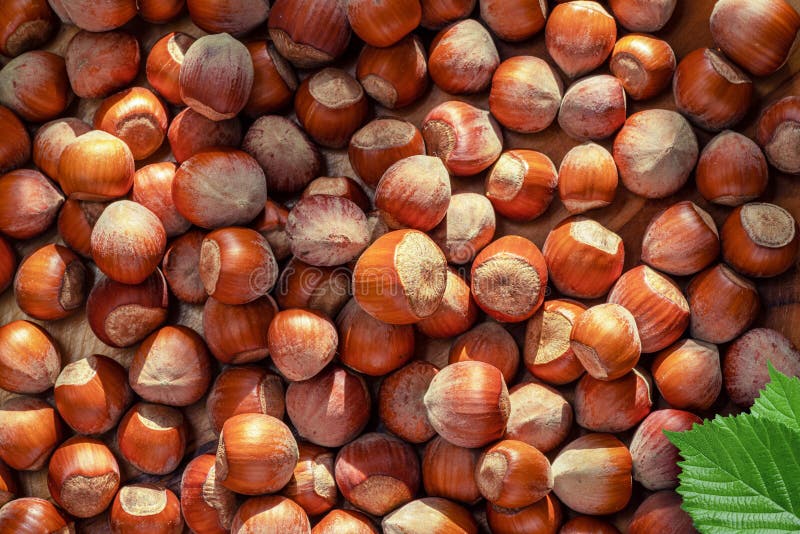 Hazelnuts Filberts Nuts Shell Close Up Top View Stock Photos - Free ...