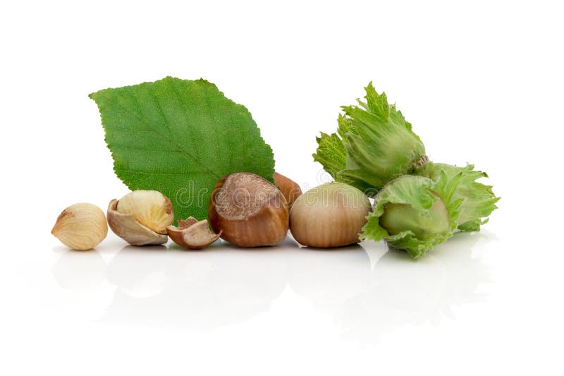 Group of hazelnut stock image. Image of isolated, fruits - 34876575