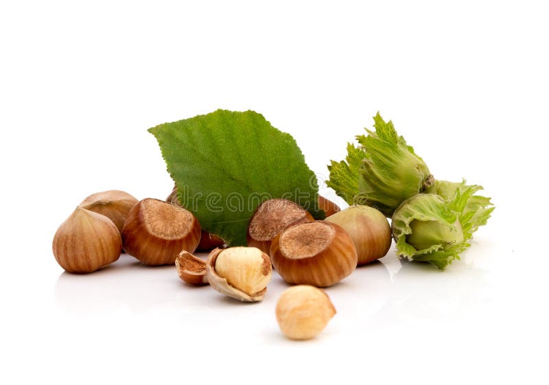 Group of hazelnut stock image. Image of isolated, fruits - 34876575