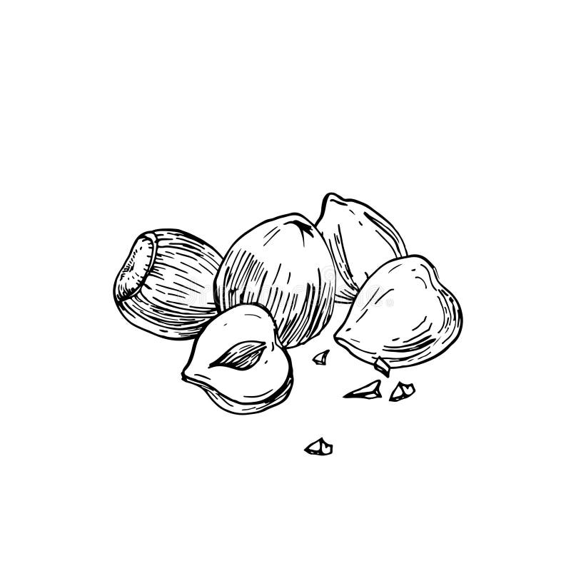 Hazelnuts Hand Drawn Ink Vector Illustration. Whole and Cut Hazelnut ...