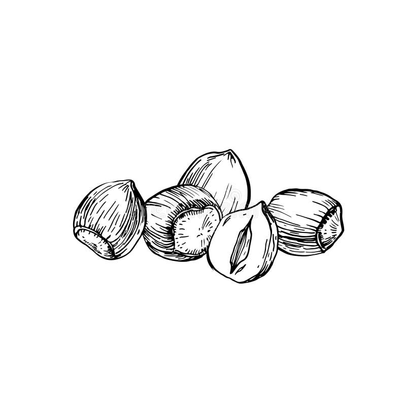 Hazelnuts Hand Drawn Ink Vector Illustration. Whole and Cut Hazelnut ...