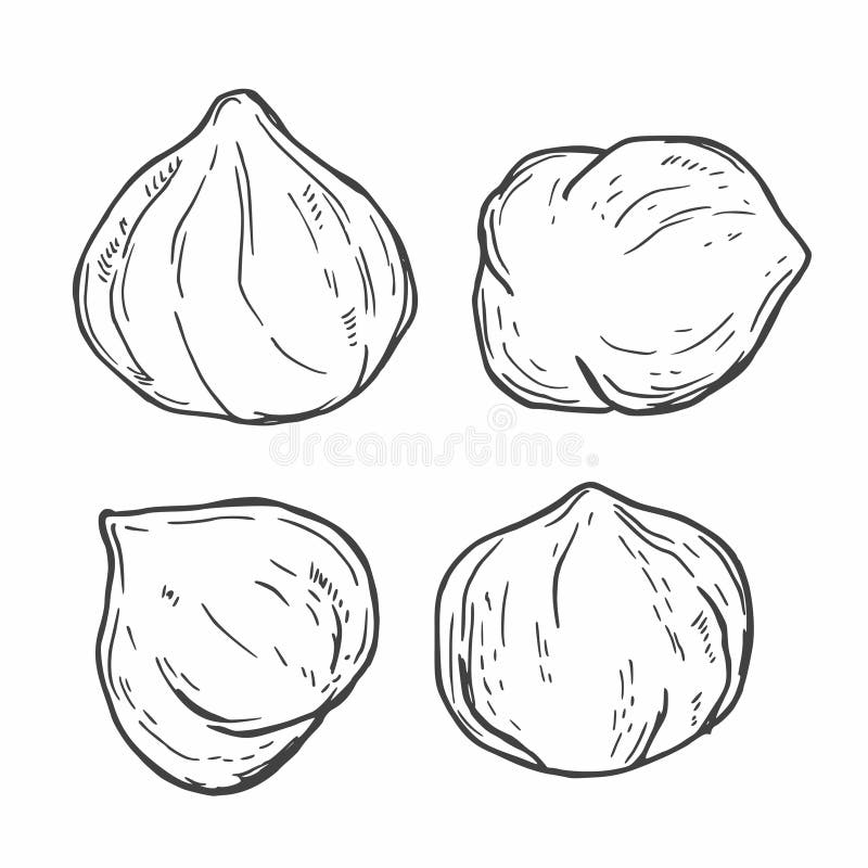 Hazelnuts Hand Drawn Ink Vector Illustration. Whole and Cut Hazelnut ...