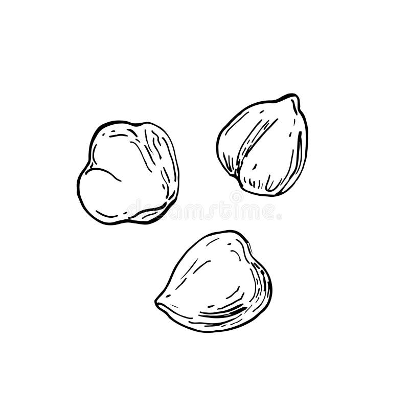 Hazelnuts Hand Drawn Ink Vector Illustrations. Nuts in Shell. Set of ...