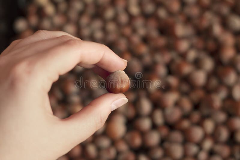 Hazelnuts in Hand, Manual Sorting of Nuts Stock Image - Image of nuts ...