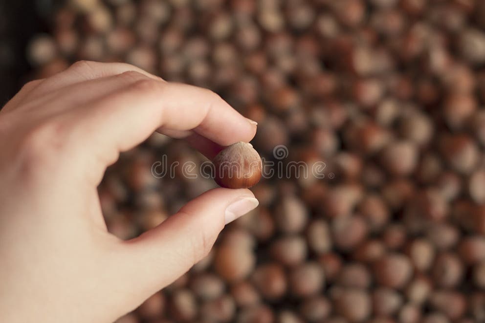 Hazelnuts in Hand, Manual Sorting of Nuts Stock Image - Image of nuts ...