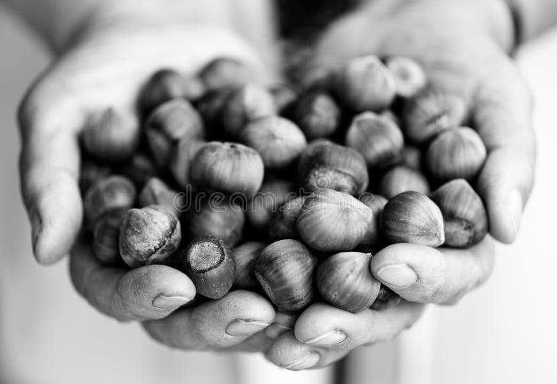 Hazelnuts Handful in Woman Hands Stock Photo - Image of intact, handful ...