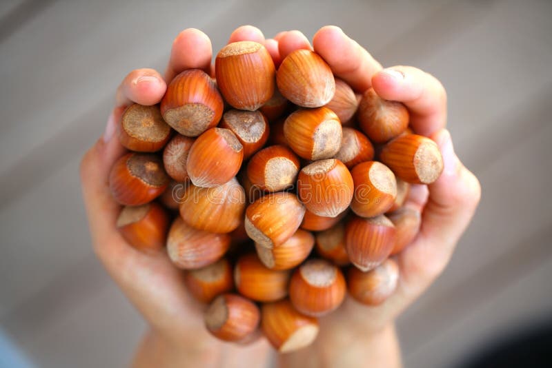 Hazelnuts in the hands stock image. Image of food, picked - 16013181