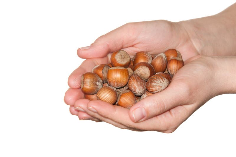 Hazelnuts in hands stock image. Image of delicious, group - 24900981