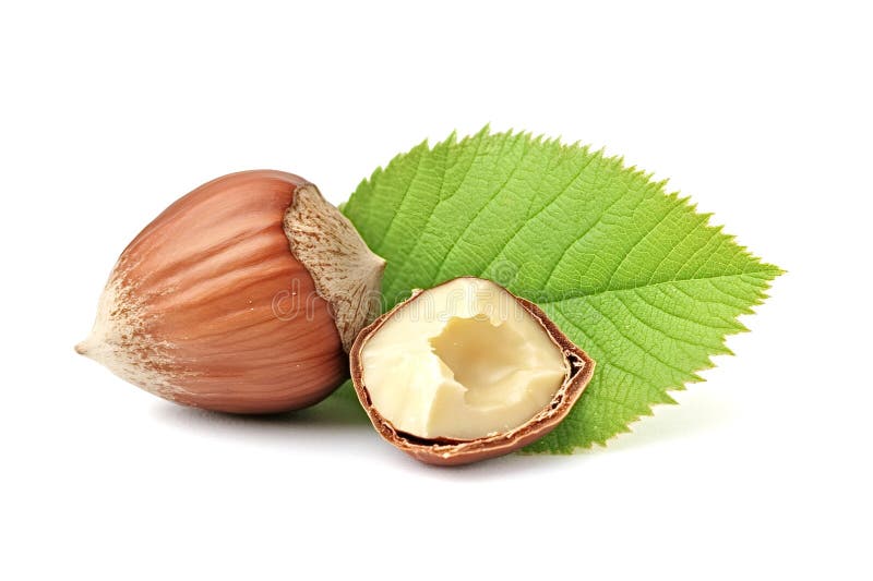 Hazelnuts with Hazel Leaf Resting on White Background Stock Photo ...
