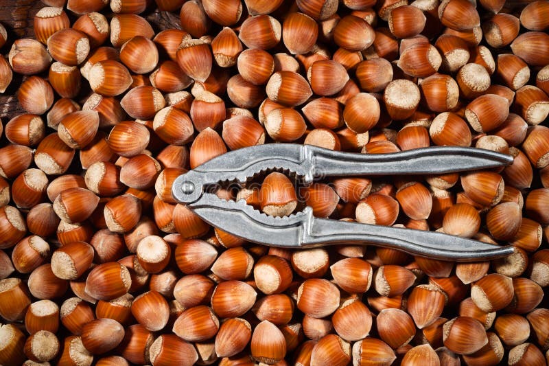 Hazelnuts Hazelnut Nuts Shell Nutcracker Lies Stock Photos - Free & Royalty-Free Stock Photos ...