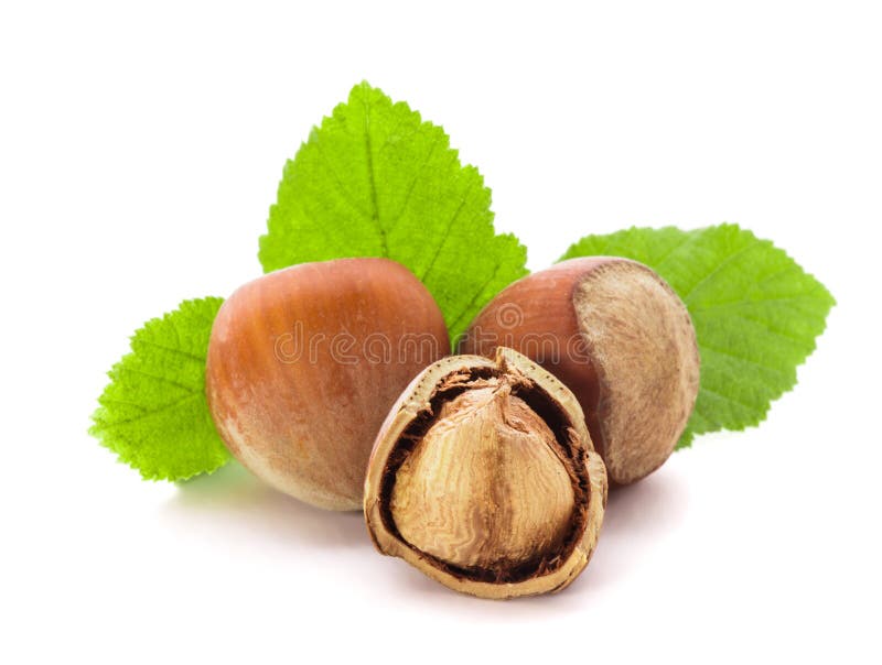 Hazelnuts isolated stock image. Image of nutshell, nutwood - 27680645