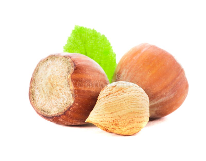 Hazelnuts isolated stock image. Image of hard, filbert - 27949699