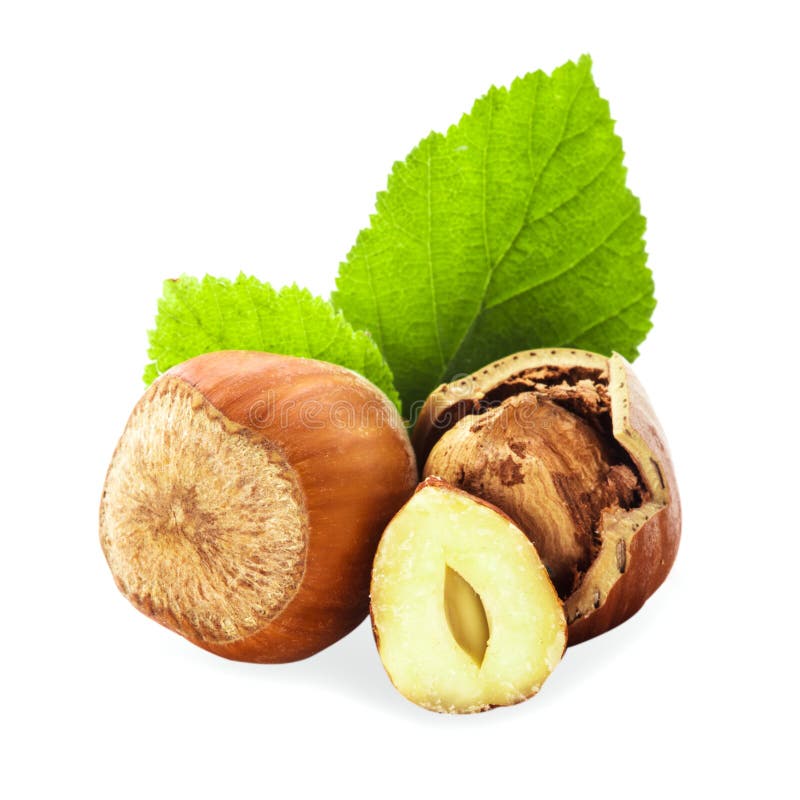 Hazelnuts isolated stock image. Image of organic, fruit - 30704059