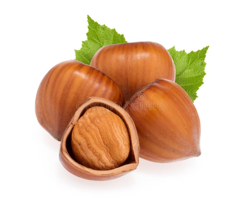 Hazelnuts Isolated on White Background Stock Photo - Image of brown ...
