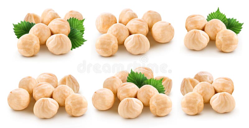 Hazelnuts on white stock image. Image of hard, hazel - 146943135