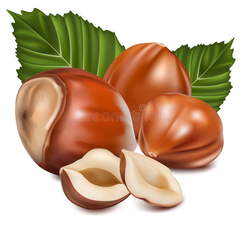 Vector hazelnuts clipart stock vector. Illustration of healthy - 97133997