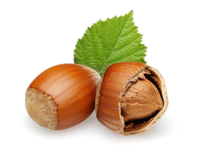 Dried acorns with leaf stock photo. Image of seed, acorn - 27287328