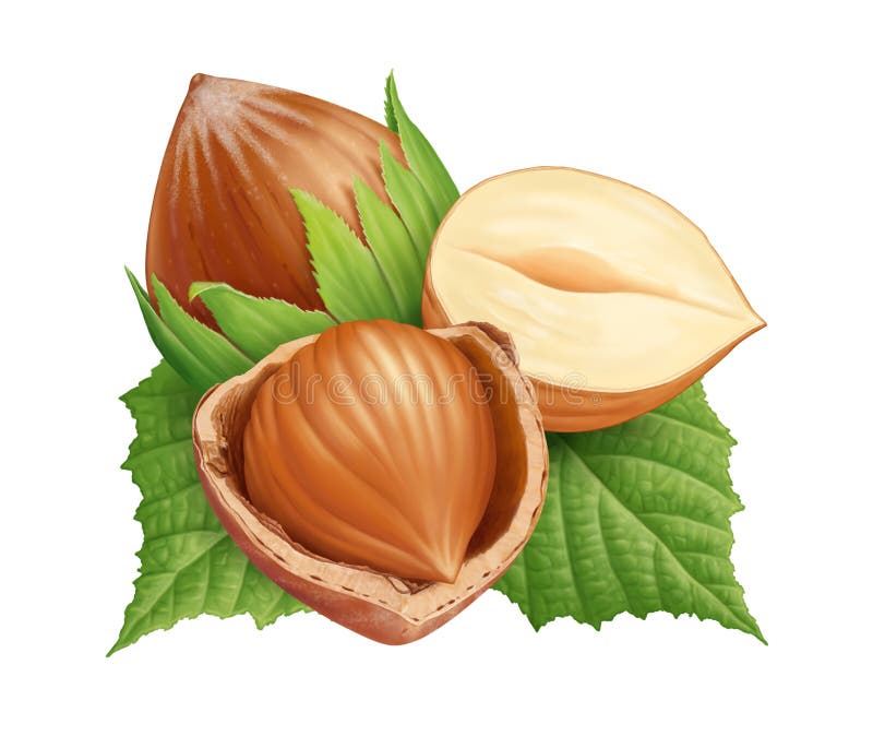 Hazelnuts and Leaves Illustration Stock Illustration - Illustration of ... Hazelnuts and Leaves Illustration Stock Illustration - Illustration of ...