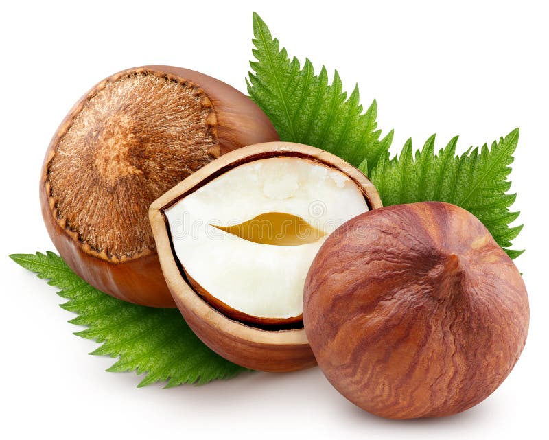 Hazelnuts with Leaves Isolated on White Background Stock Image - Image ...
