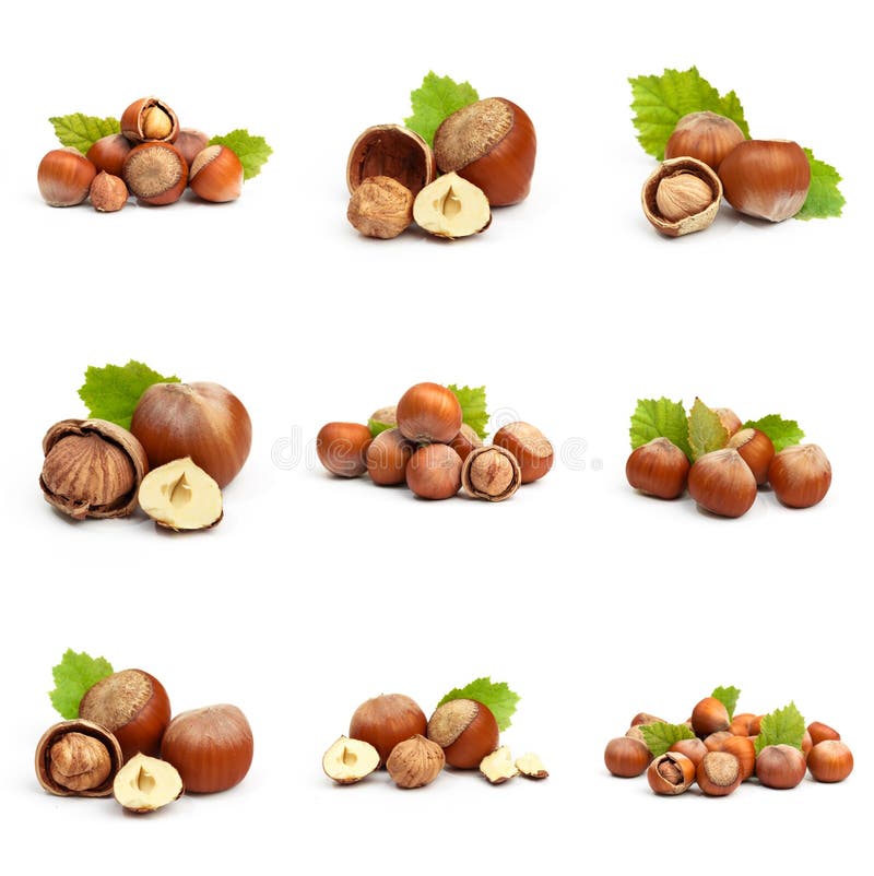 Set of Hazelnut Nut Many Leaves Isolated on a White Background As a ...