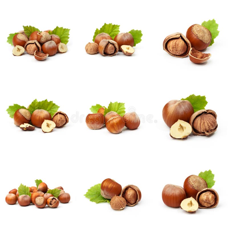 Hazelnut Nut Many Leaves Isolated on a White Background As a Packaging ...