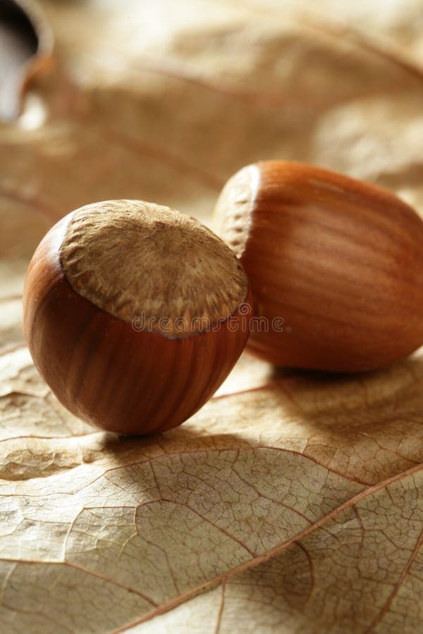 Hazelnuts, Macro, Warm Golden Light Stock Photo - Image of hard ...