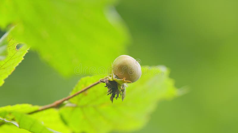 Hazelnuts. Many Green Hazelnut Fruits on Tree with Leaves. Nuts is a ...