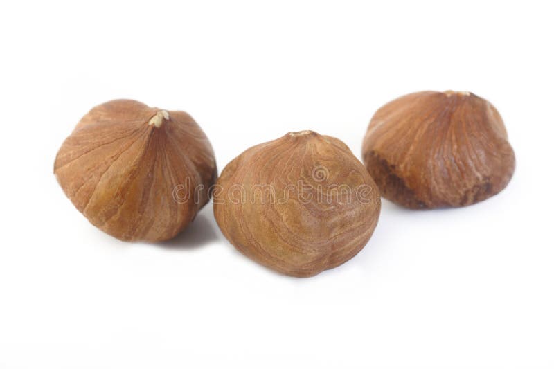 Hazelnuts Nut Isolated on White Stock Photo - Image of isolated ...