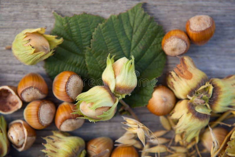 Hazelnuts in nuts shells stock photo. Image of forest - 43872710