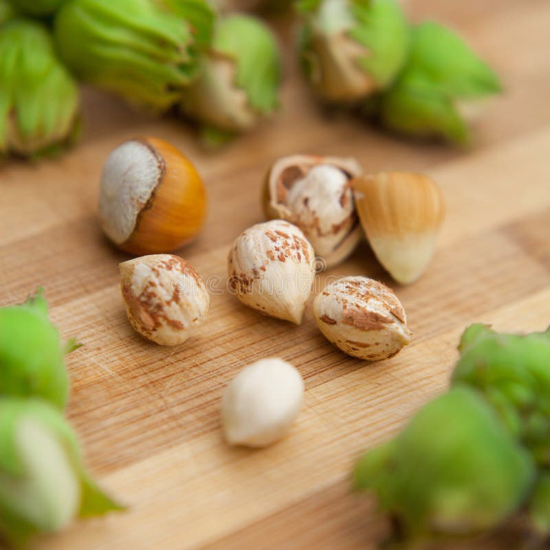 Hazelnuts in nuts shells stock photo. Image of hazelnuts - 43999988