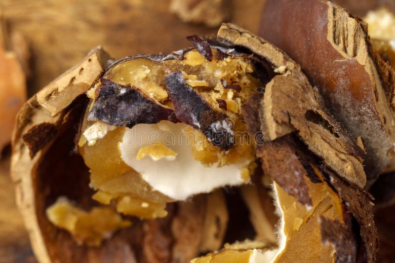 Hazelnuts Damaged by Parasites and Diseases of Rot. Pests and Hazelnut ...