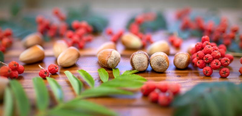 Hazelnuts, Red Autumn Fall Berries and Leaves Banner Stock Image ...