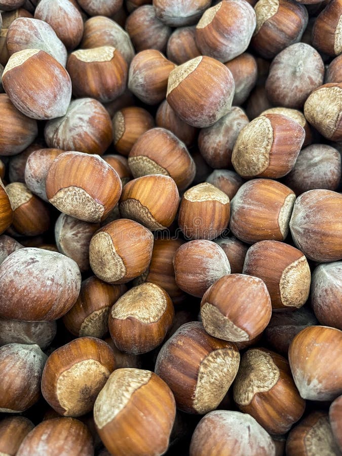 Hazelnuts stock image. Image of organic, seed, hazelnut - 298517425