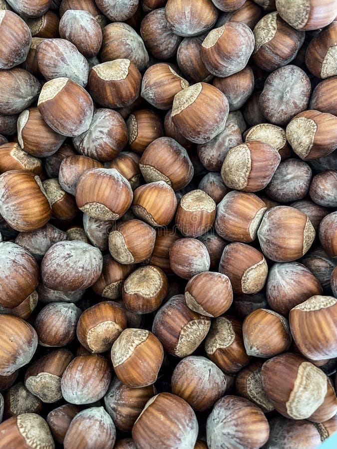 Hazelnuts stock image. Image of filbert, closeup, white - 298517441
