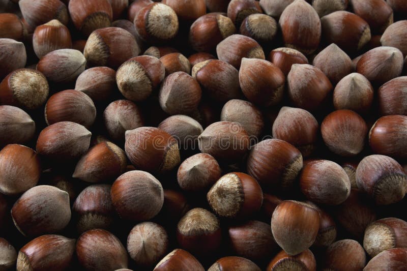 Hazelnuts in Shell. Background and Texture Stock Photo - Image of ...