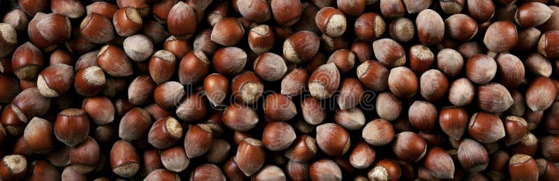 Hazelnuts in Shell. Background and Texture. Panorama Stock Image ...