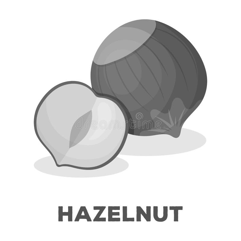 Hazelnuts in Shell.Different Kinds of Nuts Single Icon in Monochrome ...