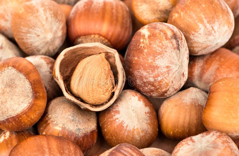 Hazelnuts in shell stock image. Image of healthy, organic - 82540973