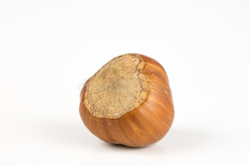 Hazelnuts in Shell on a Kitchen Table. Hazel Fruit As an Addition To ...