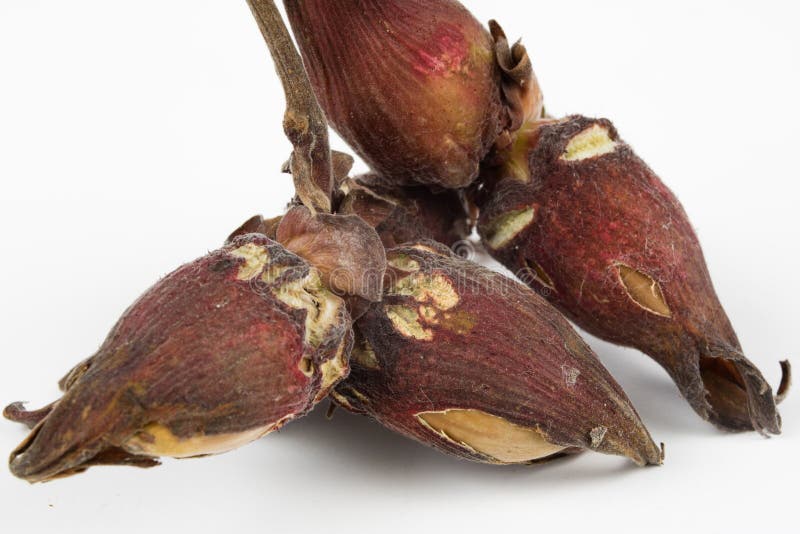 Hazelnuts in Shell on a Kitchen Table. Hazel Fruit As an Addition To ...