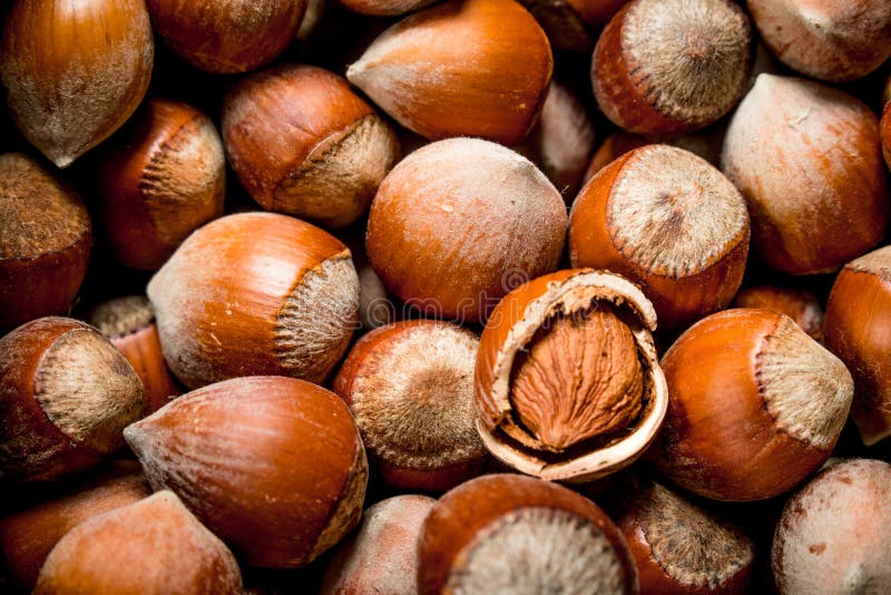 Hazelnuts in the shell stock image. Image of filbert - 141914251