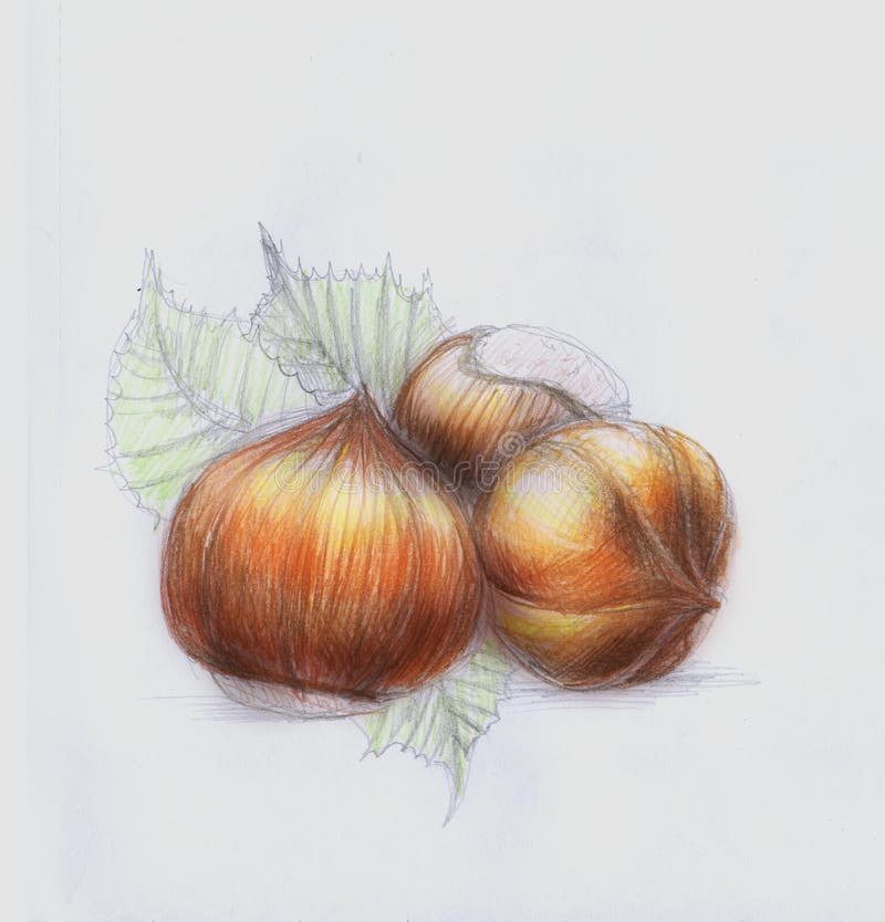 Hazelnuts in shell set nut stock illustration. Illustration of food ...